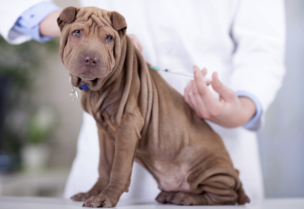 Cómo saber si mi perro tiene rabia, síntomas, qué hacer y prevención ...