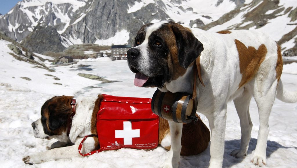 Las mejores razas de perros de guardia y protección - RedCanina.es
