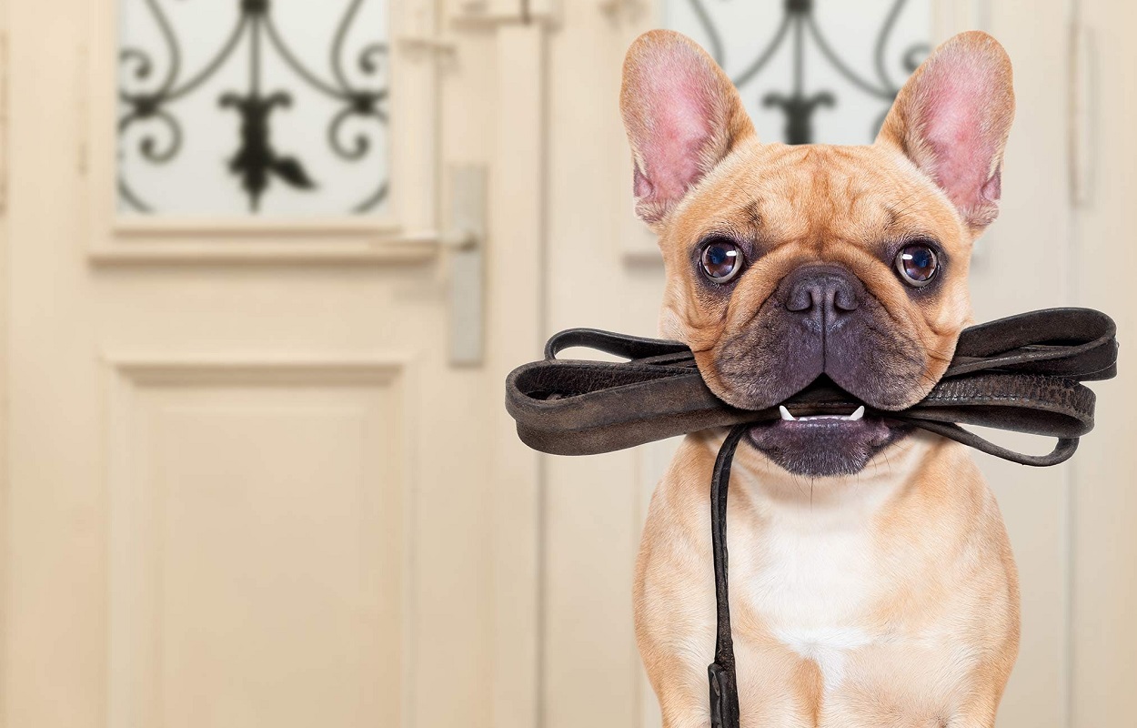 Cómo pasear a un perro con correa - RedCanina.es