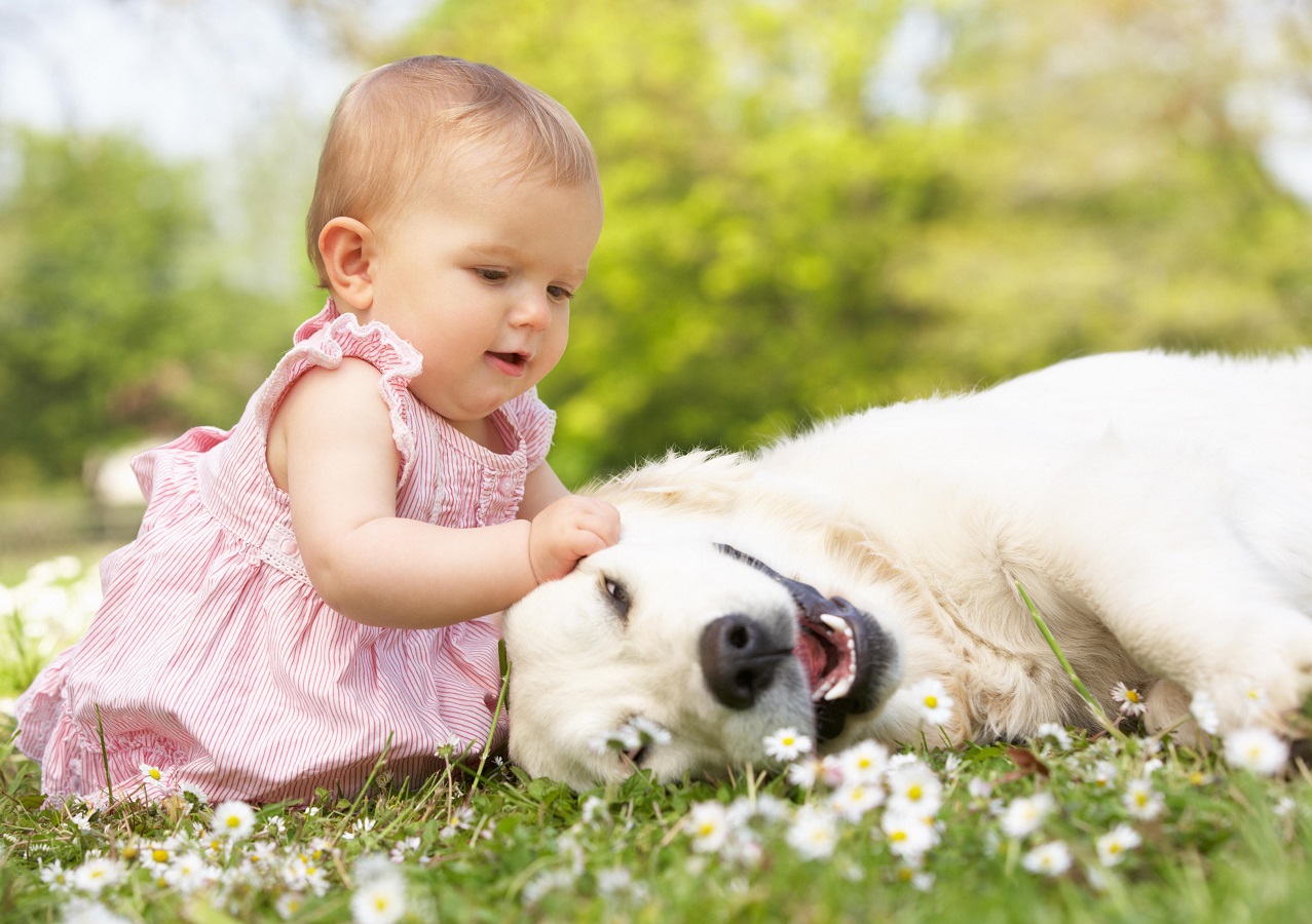 Mi hijo quiere un perro. ¿Qué hago? - RedCanina.es