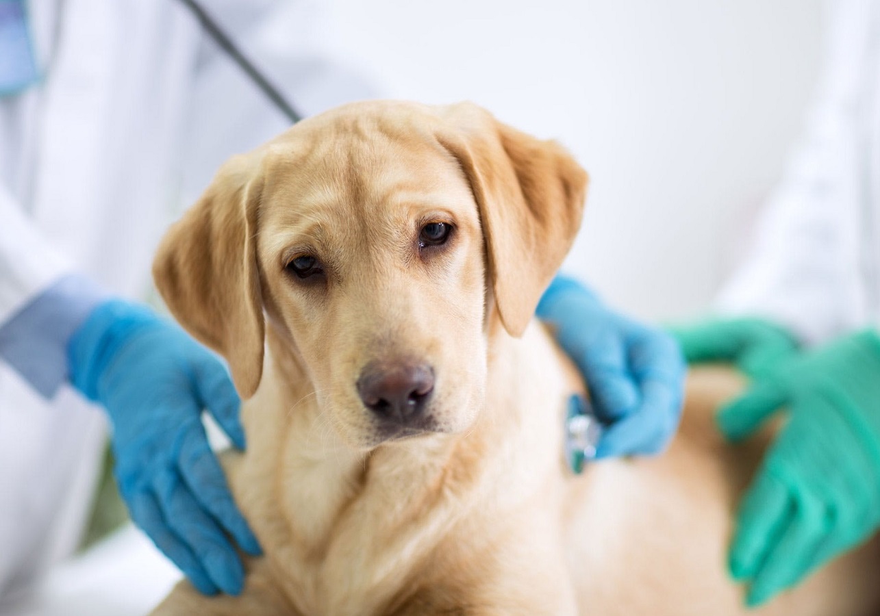 ASMA en los perros: Mejores nebulizadores y ventolines para tu mascota.