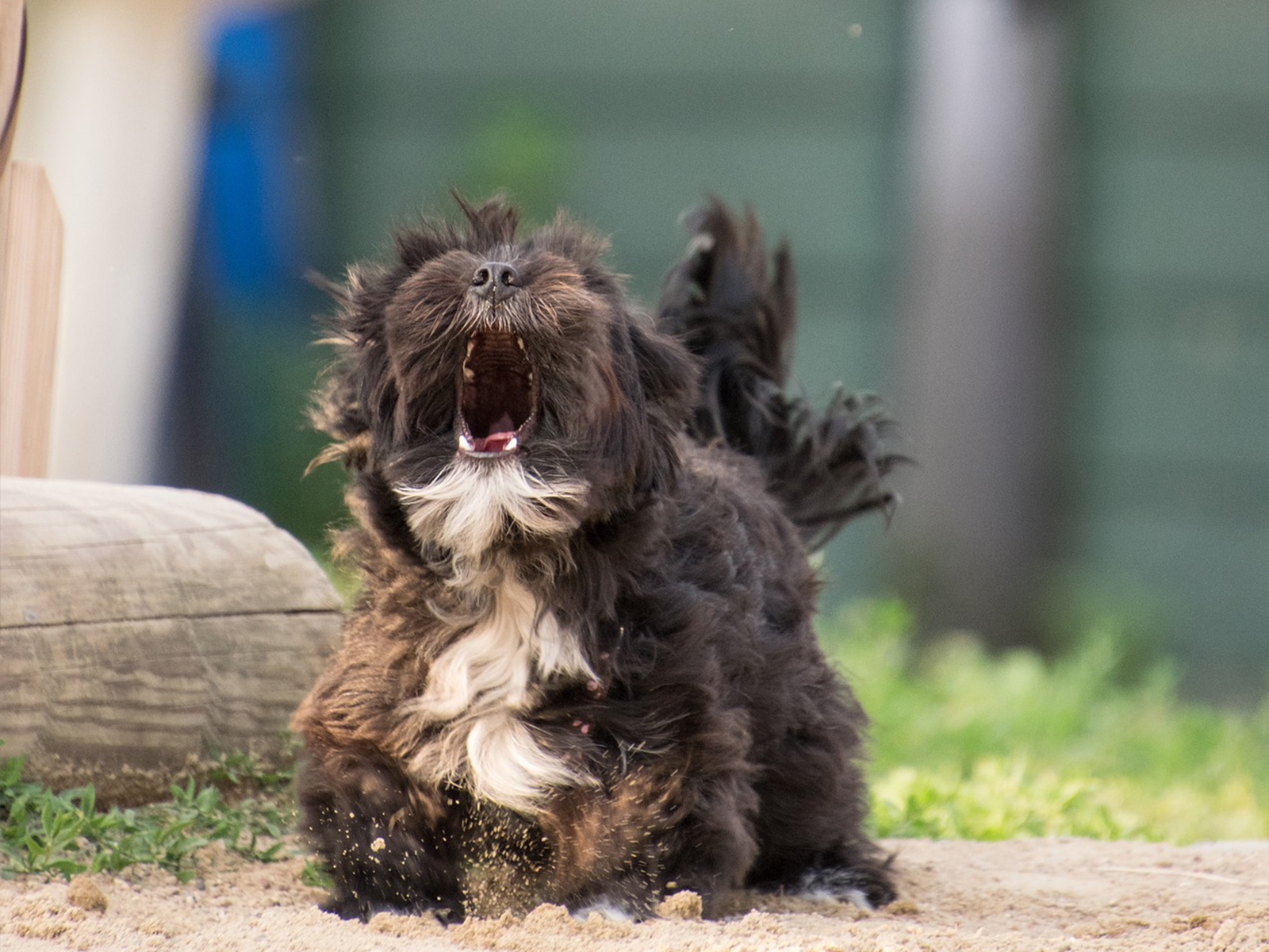 Qué hacer si mi perro ladra: Guía completa - RedCanina.es
