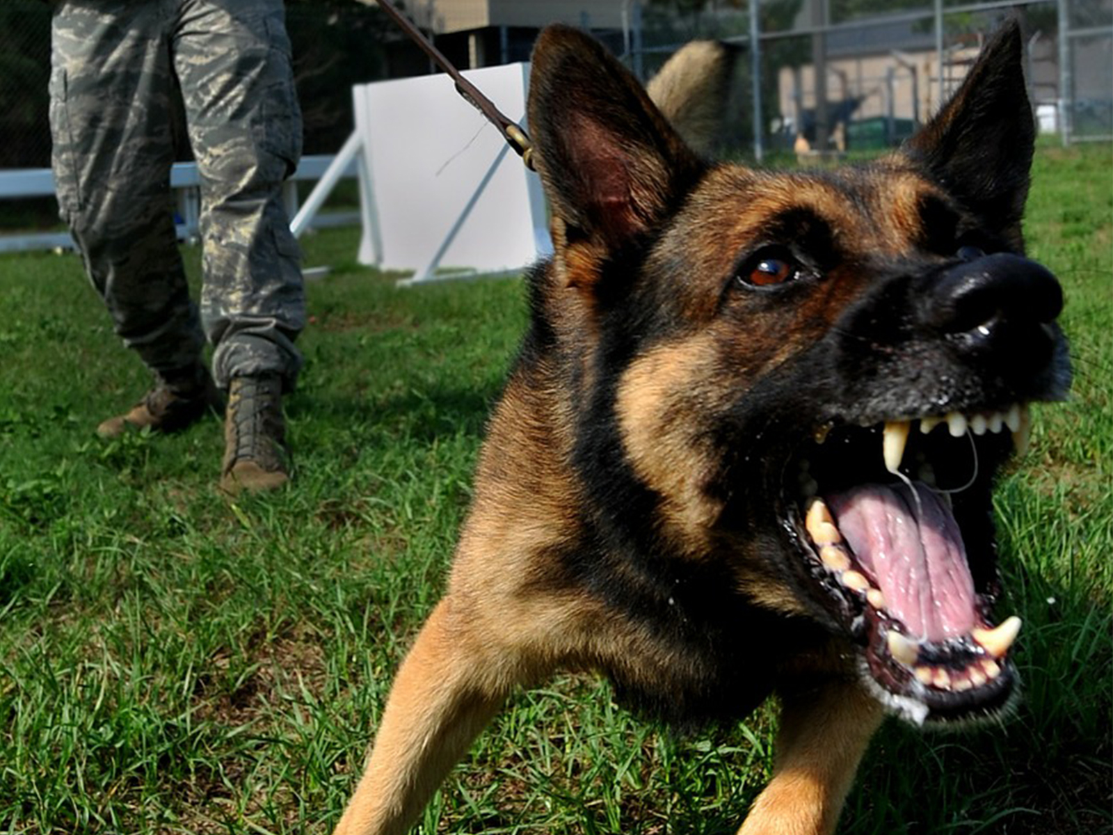 Qué hacer si mi perro ladra: Guía completa - RedCanina.es