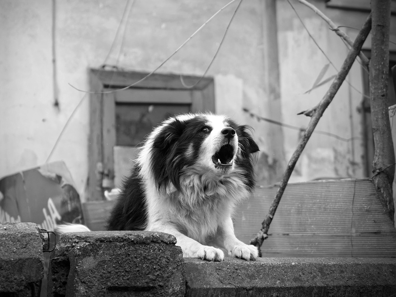 Qué hacer si mi perro ladra: Guía completa - RedCanina.es
