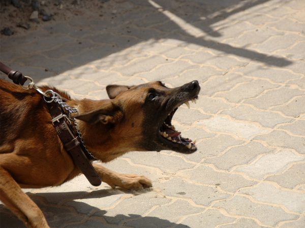 Qué hacer si mi perro ladra: Guía completa - RedCanina.es
