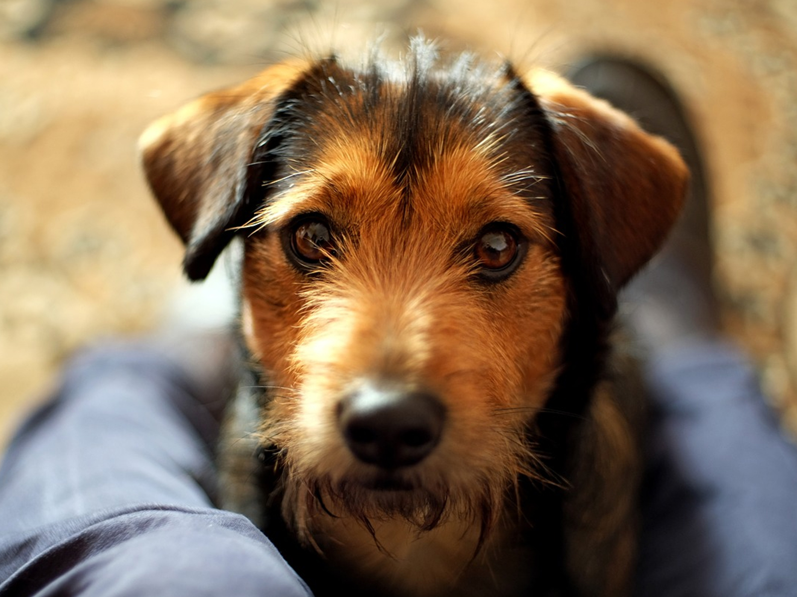 Guía para entretener a mi perro en casa cuando me voy a trabajar ...