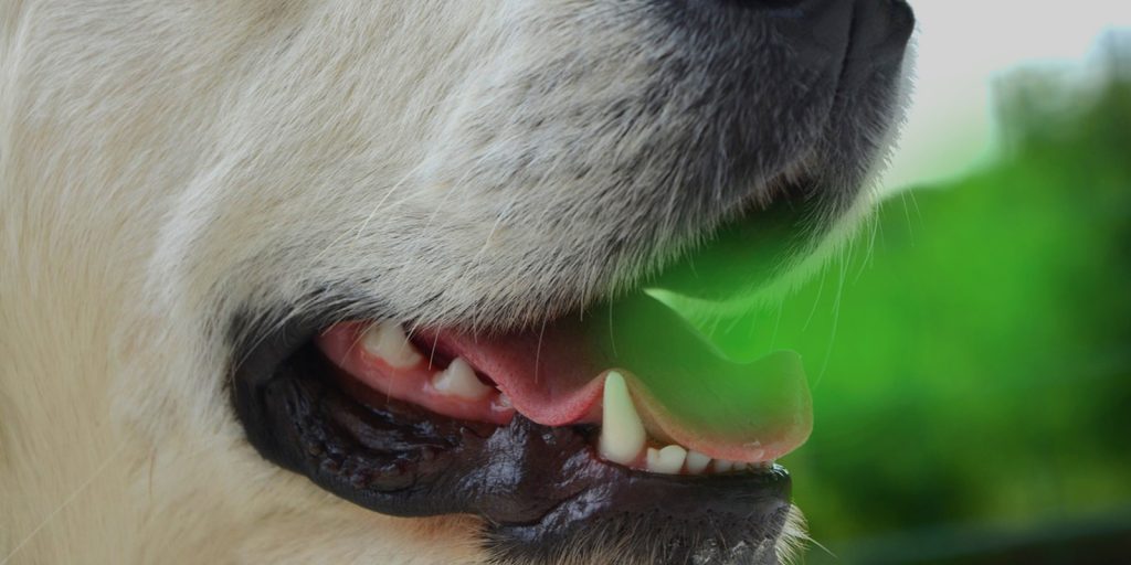 Como eliminar y prevenir el MAL ALIENTO de mi PERRO - RedCanina.es