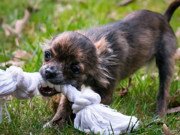Como eliminar y prevenir el MAL ALIENTO de mi PERRO - RedCanina.es