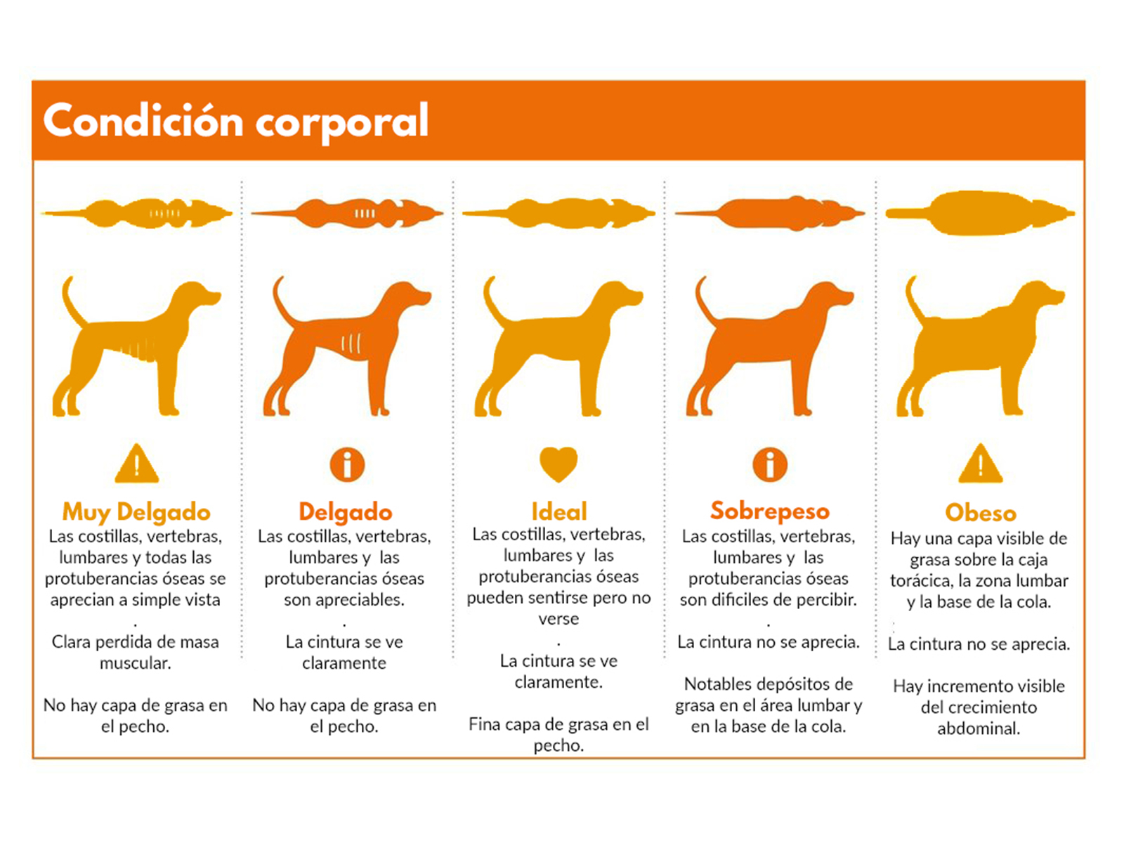 Mejores productos para prevenir o tratar el SOBREPESO en PERROS