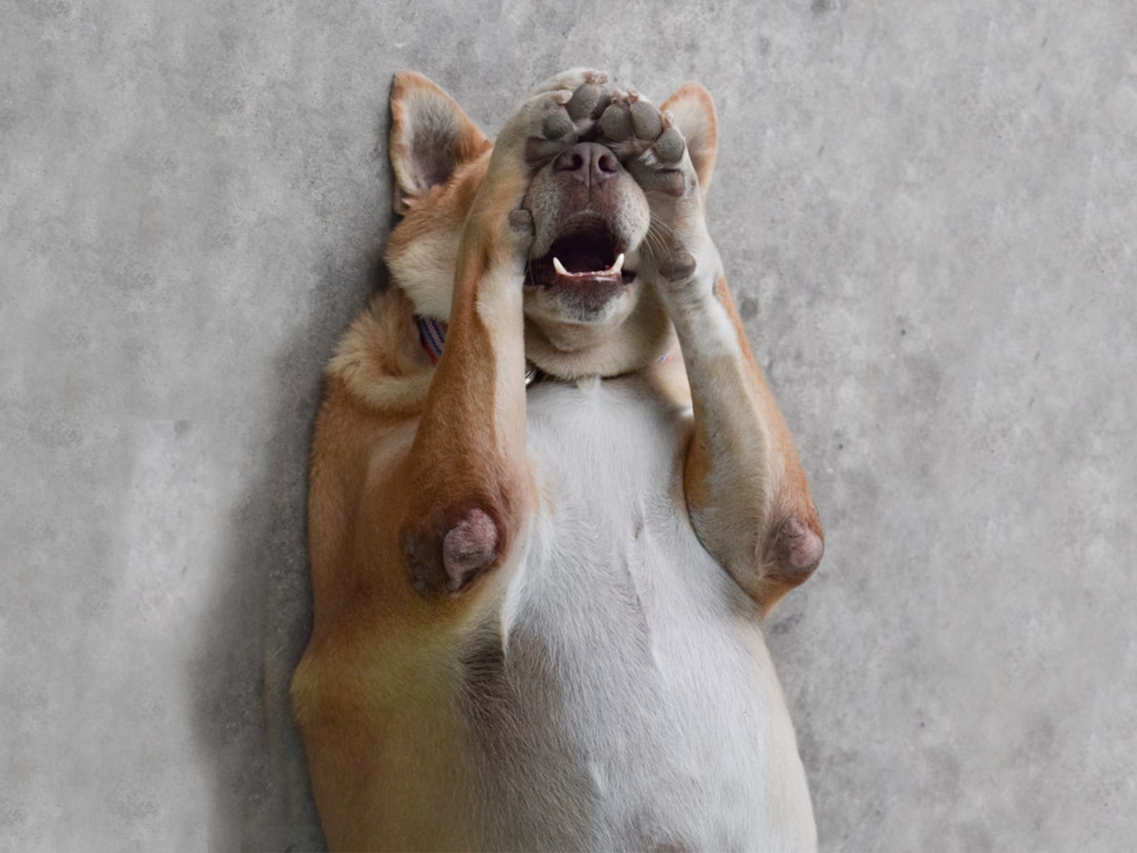 ¿Por qué mi PERRO esta GORDO?: Causas de la obsesidad canina