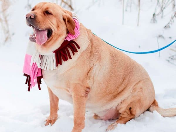 ¿Por qué mi PERRO esta GORDO?: Causas de la obsesidad canina