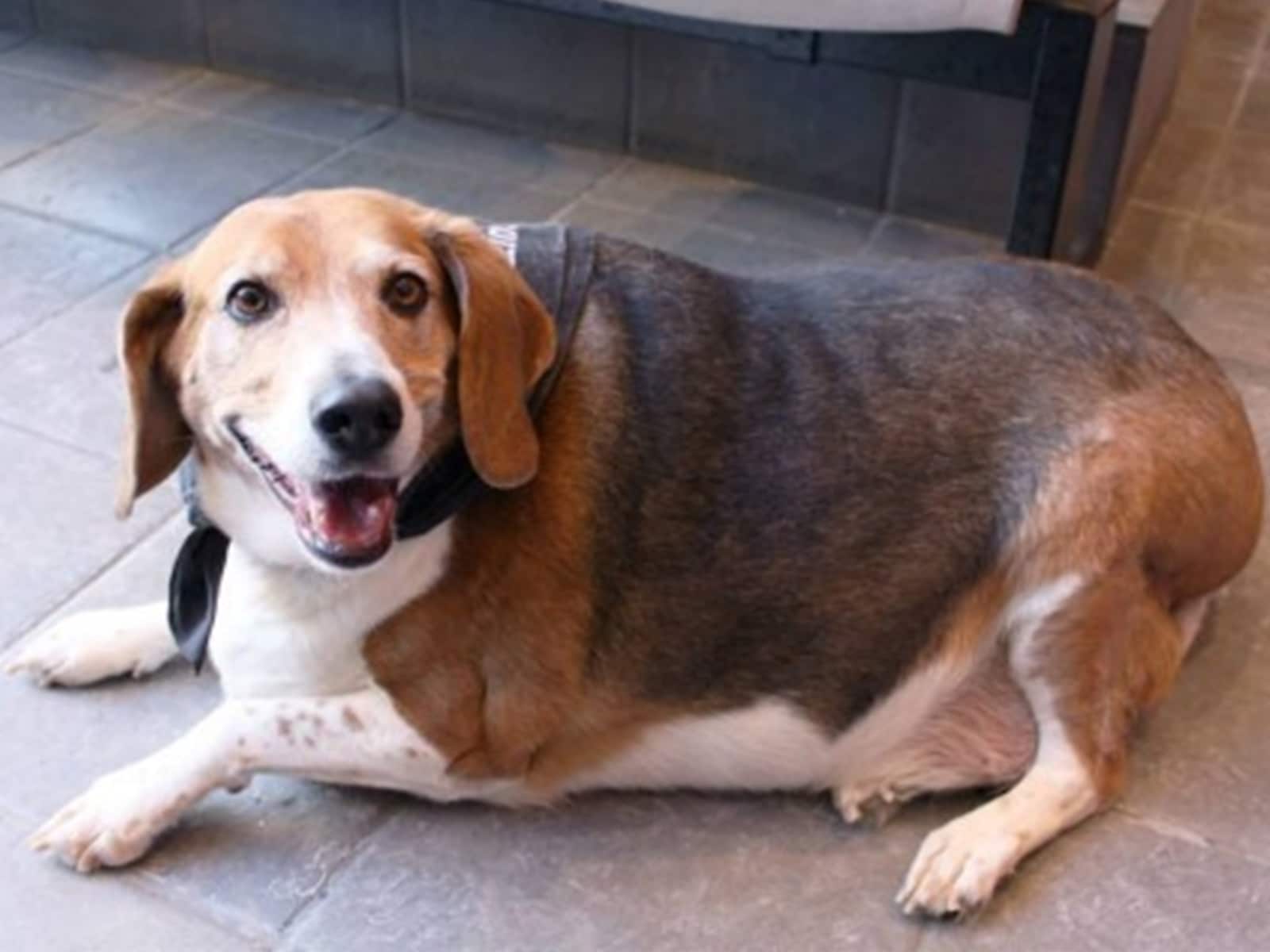 ¿Por qué mi PERRO esta GORDO?: Causas de la obsesidad canina