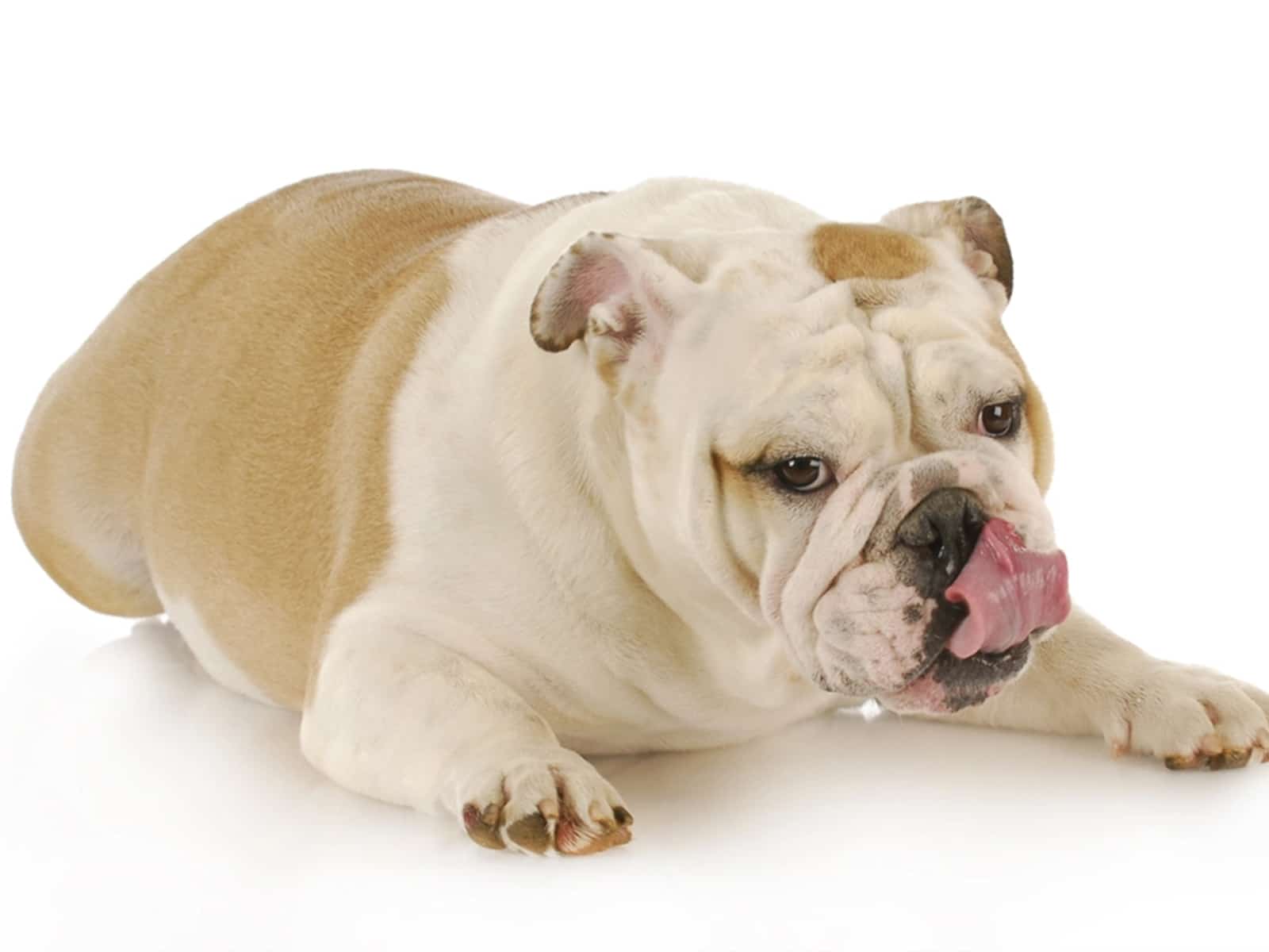 ¿Por qué mi PERRO esta GORDO?: Causas de la obsesidad canina