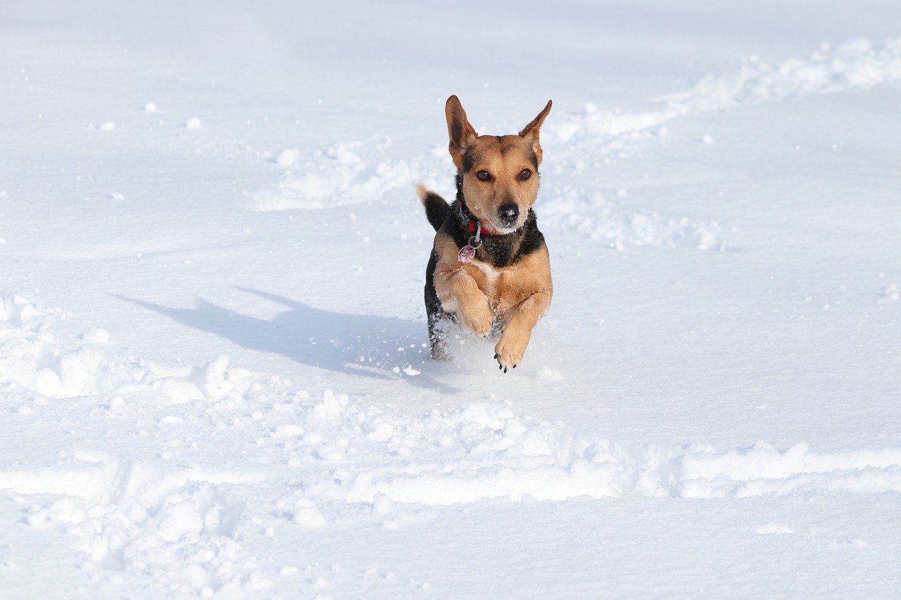 ☃️ Ir a la nieve con tu perro: Consejos, Ropa y Accesorios - RedCanina.es