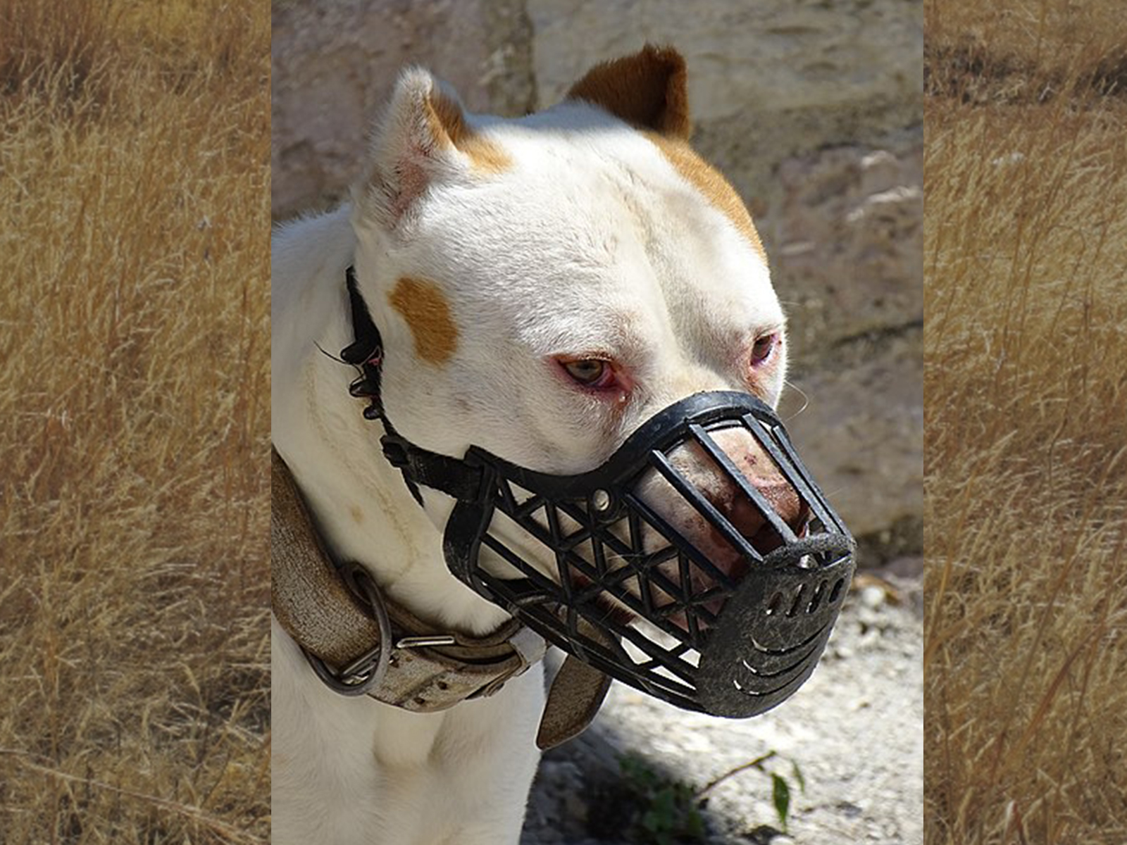 Comparativa mejores BOZALES para perros de 2020 - RedCanina.es