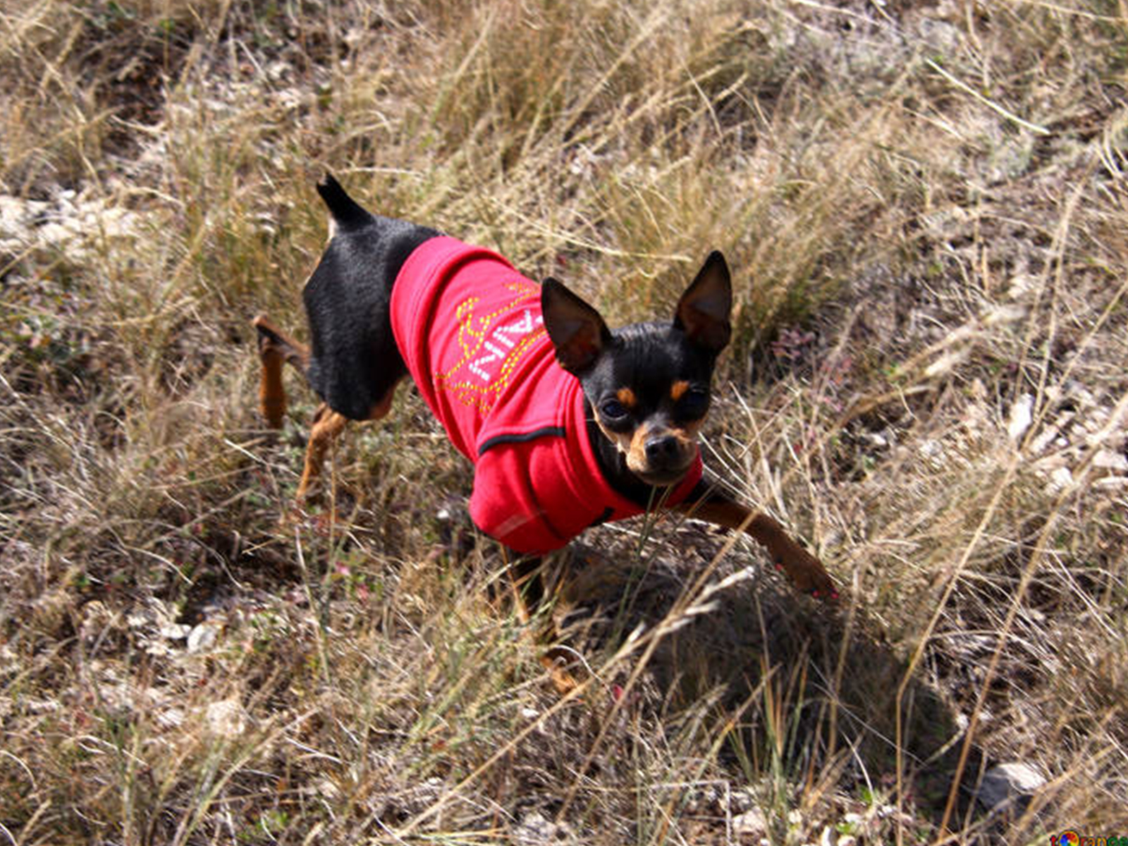 Top 10 mejores ABRIGOS para PERROS pequeños - RedCanina.es
