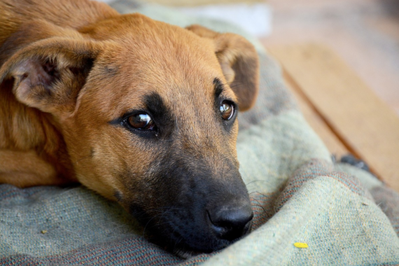 La gripe en lo perros: síntomas, tratamiento y qué dar - RedCanina.es