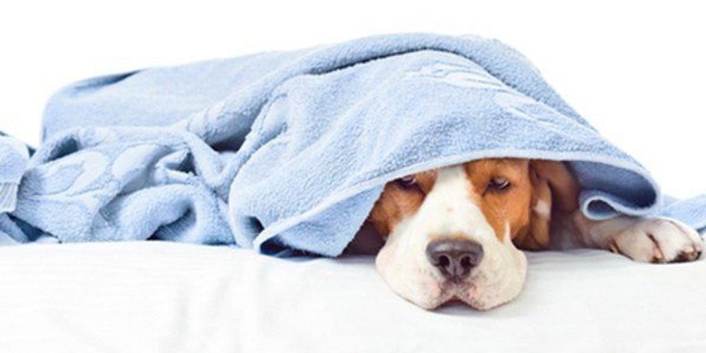 La gripe en lo perros: síntomas, tratamiento y qué dar - RedCanina.es