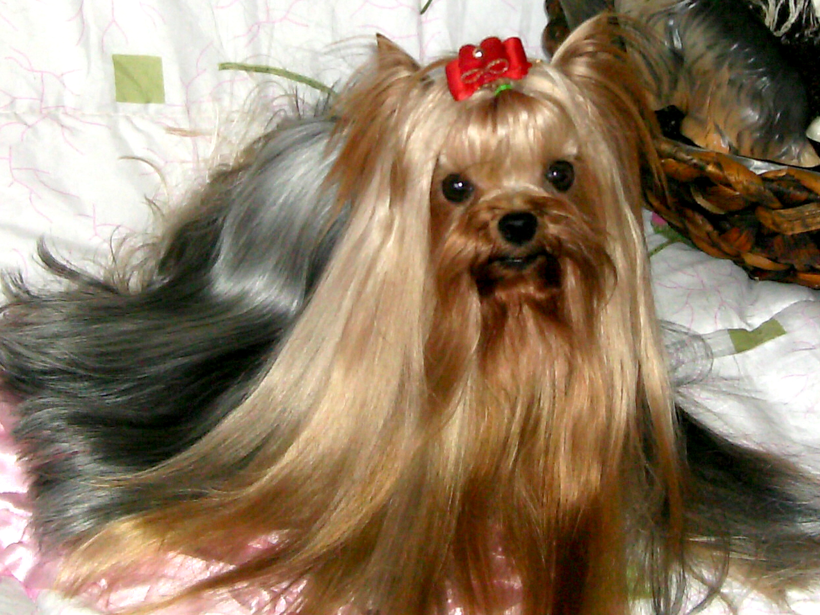 Cómo evitar que mi perro pierda mucho pelo: Causas y remedios eficaces