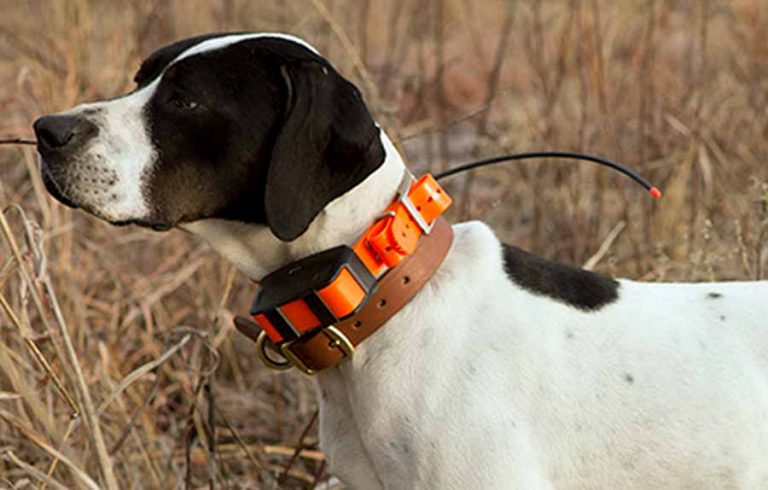 Top 5 mejores COLLARES ELÉCTRICOS para perros - RedCanina.es
