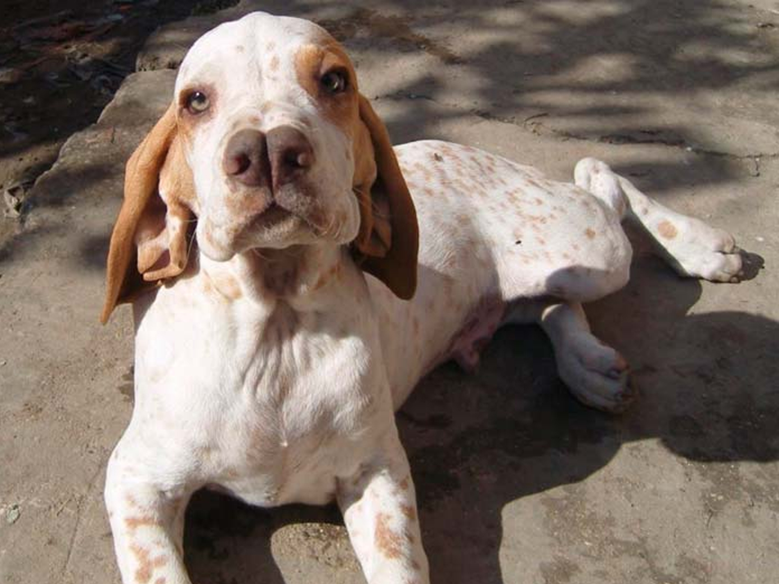 Top 15 RAZAS más EXTRAÑAS de perros que te van a sorprender - Redcanina