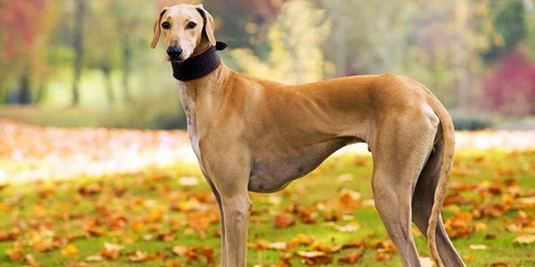 Guía del HUSKY: características, cría y consejos que te sorprenderán