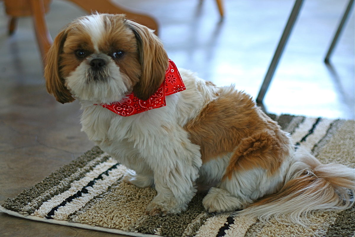 Guía del perro Shih Tzu: Consejos, curiosidades y cría - Redcanina