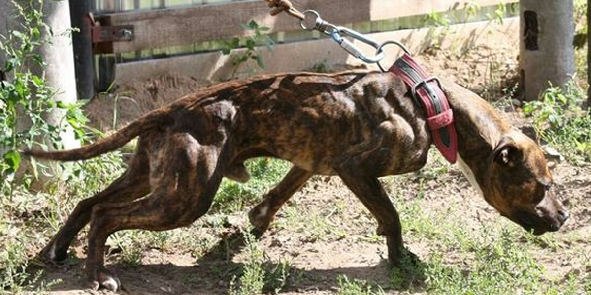 Tipos de razas de perros Pitbull: Características, mitos y realidades.