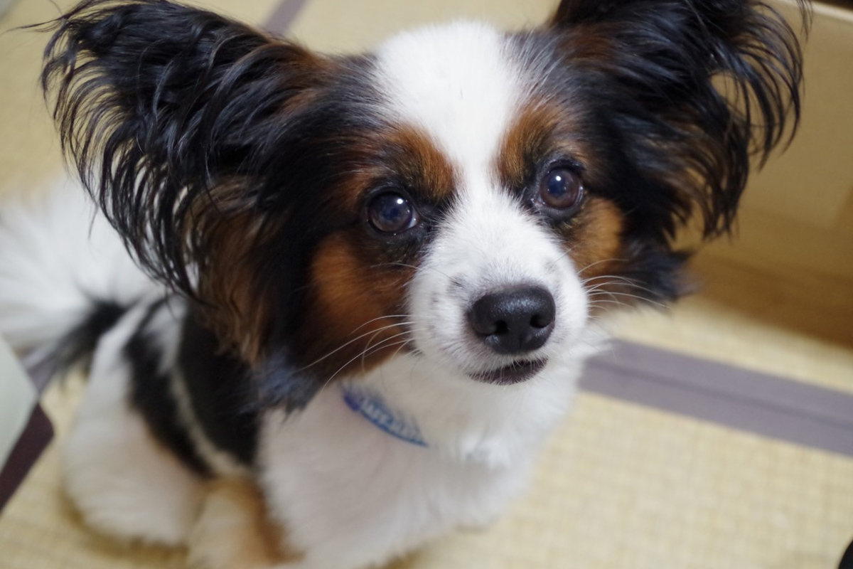 ¿Cuáles son las mejores razas para PERROS de COMPAÑÍA? ️