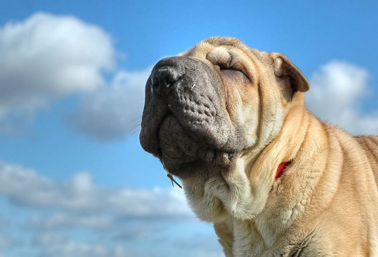 Guía sobre el SHAR PEI: Cuidados, consejos y características Guía sobre el SHAR PEI: Cuidados, consejos y características