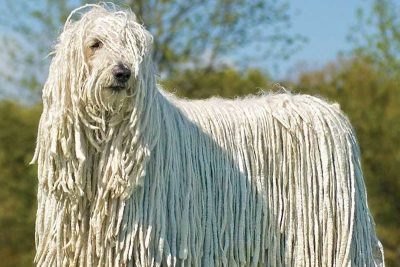 Top 10 razas de PERROS PELUDOS que ¡te sorprenderán!