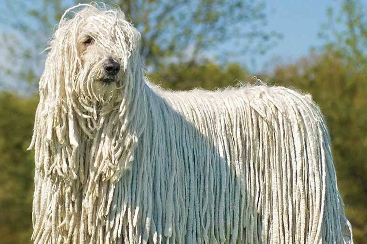Top 10 razas de PERROS PELUDOS que ¡te sorprenderán!