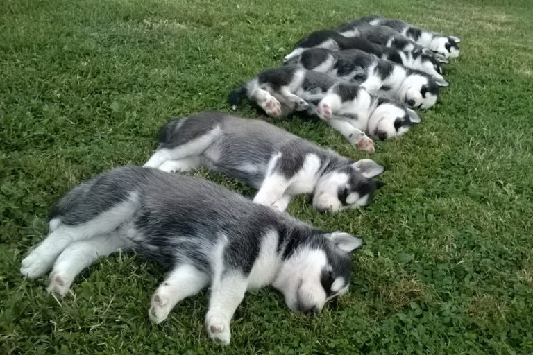 Guía del HUSKY: características, cría y consejos que te sorprenderán