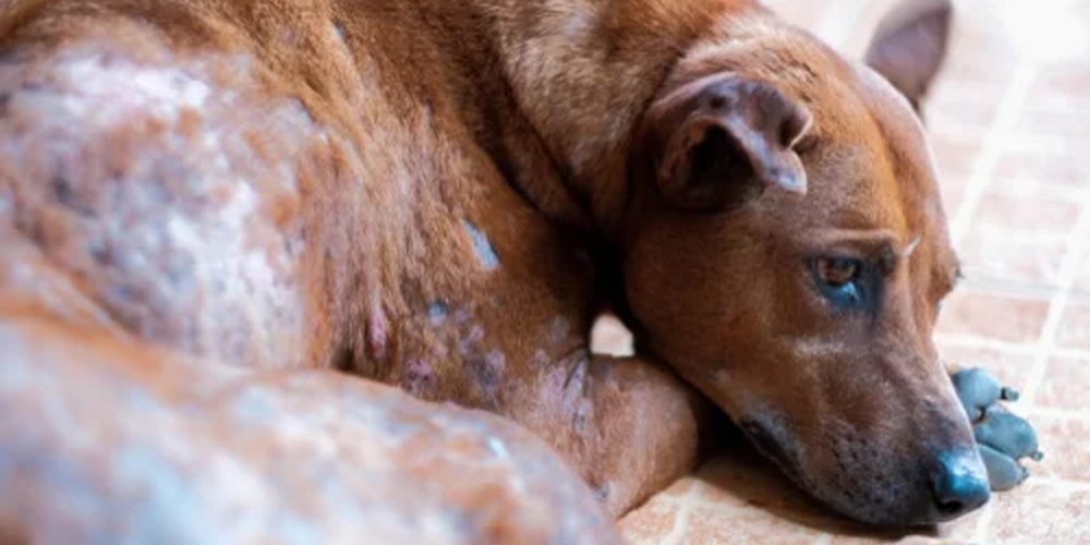SARNA en los PERROS: Contagio, síntomas, tratamiento y prevención