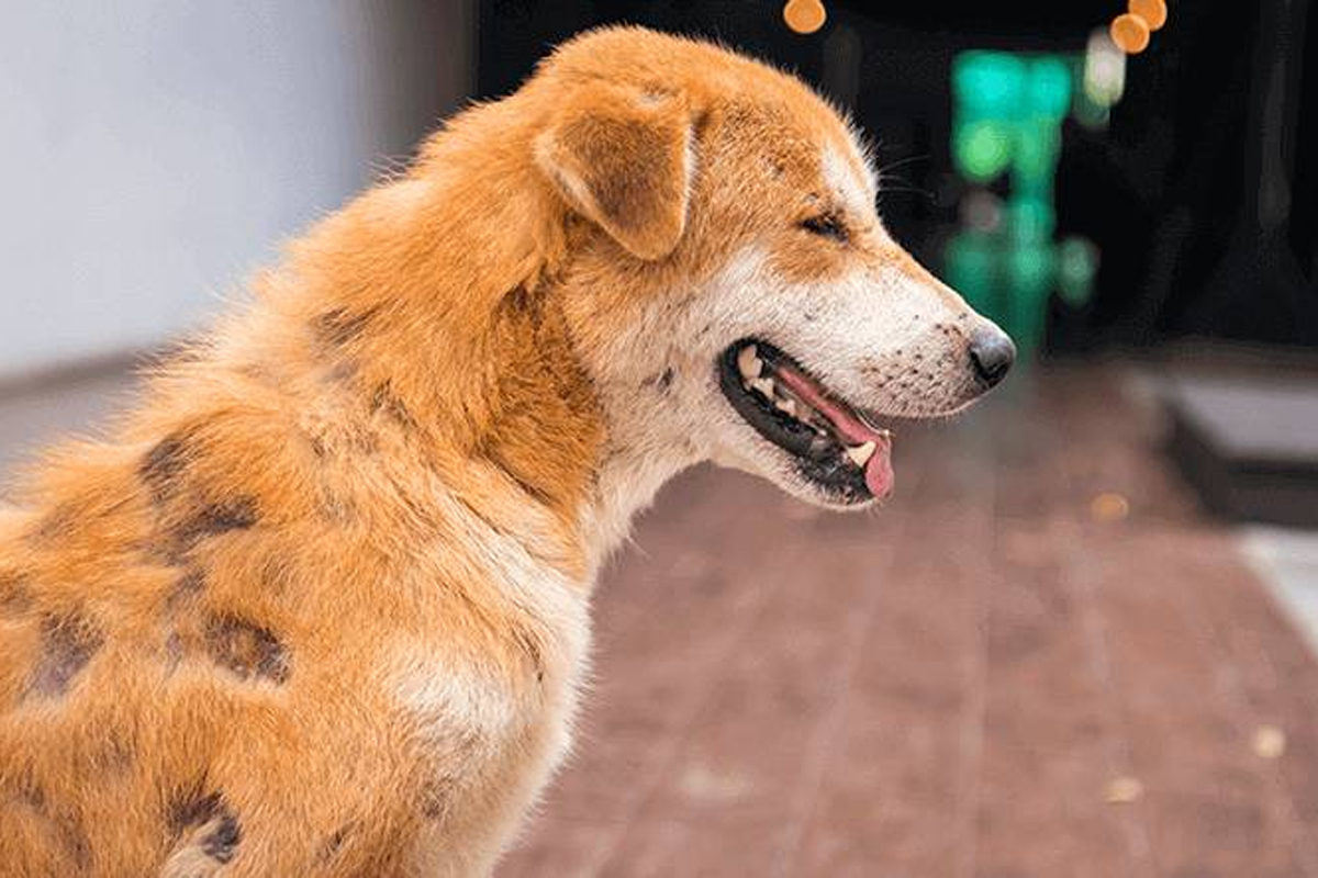 SARNA en los PERROS: Contagio, síntomas, tratamiento y prevención