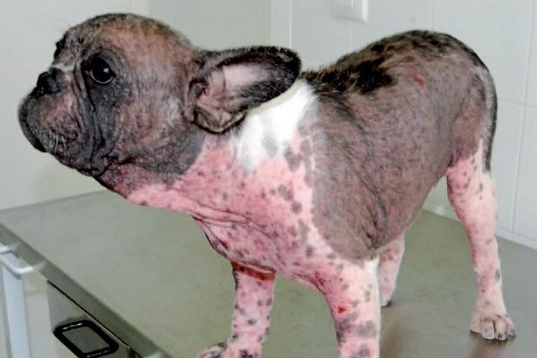 SARNA en los PERROS: Contagio, síntomas, tratamiento y prevención