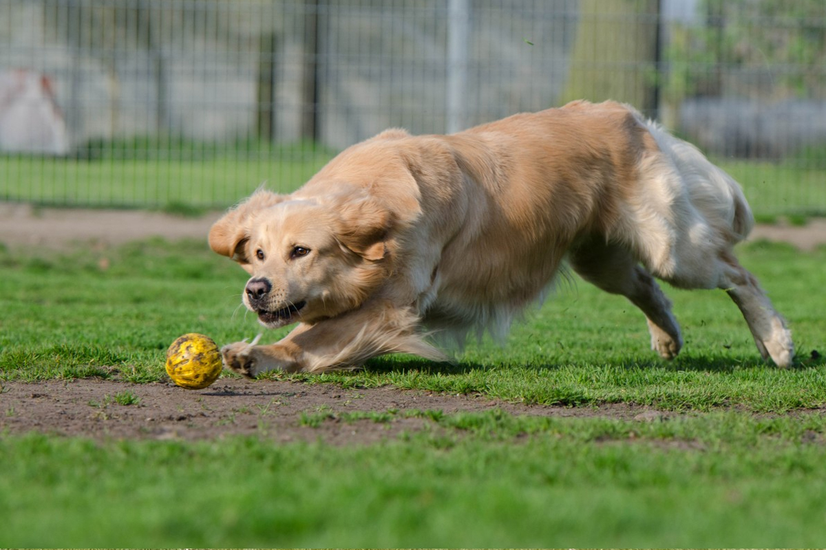 10 juegos para divertirte con tu perro en casa o en el jardín