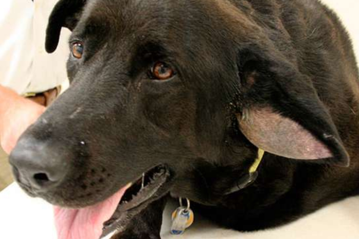 OTOHEMATOMA en los perros. Qué es, qué lo causa y cómo tratarlo