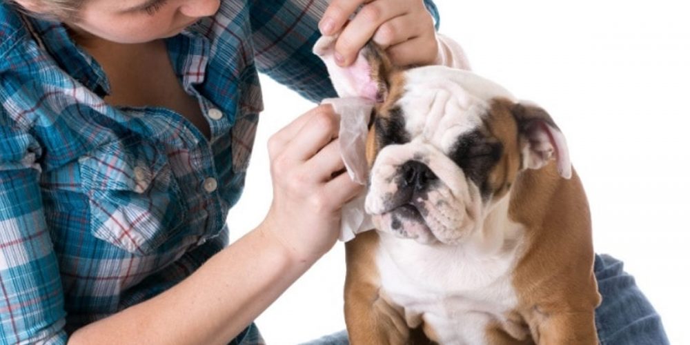 OTOHEMATOMA en los perros. Qué es, qué lo causa y cómo tratarlo