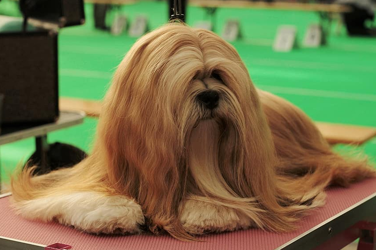 Los mejores CEPILLOS para perros y cómo ELEGIR el más adecuado