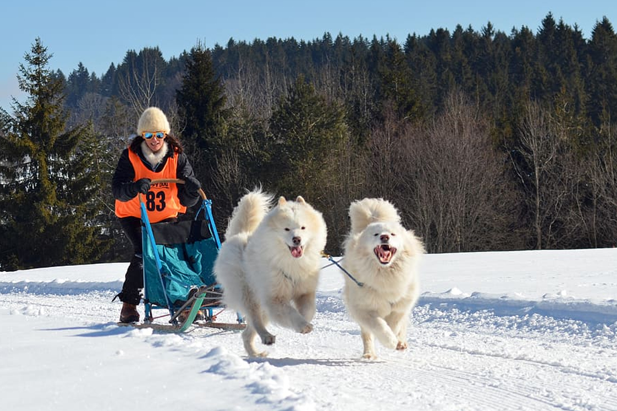 Guía sobre el SAMOYEDO: Cría, características y consejos