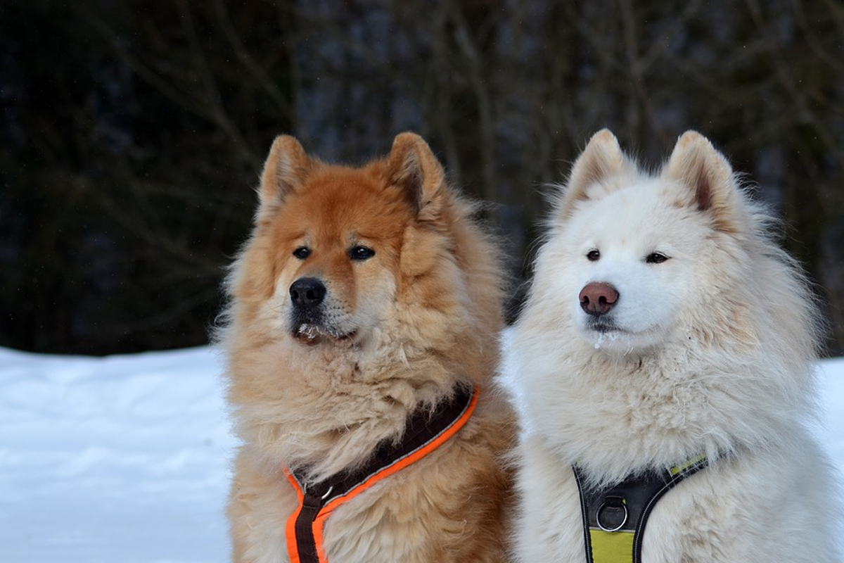 Guía sobre el SAMOYEDO: Cría, características y consejos
