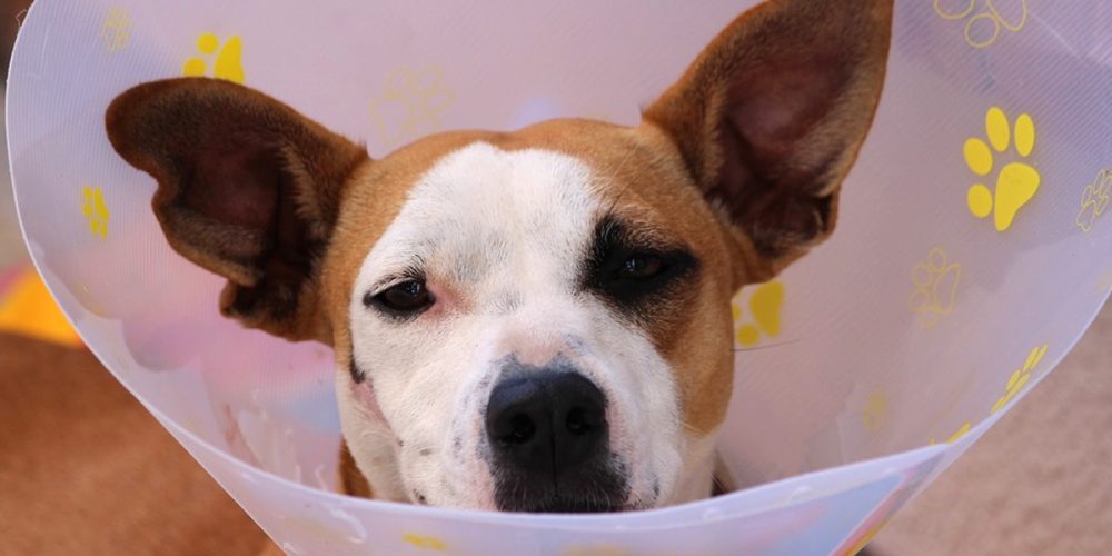 Mejores COLLARES ISABELINOS para perros: Elige el más seguro.