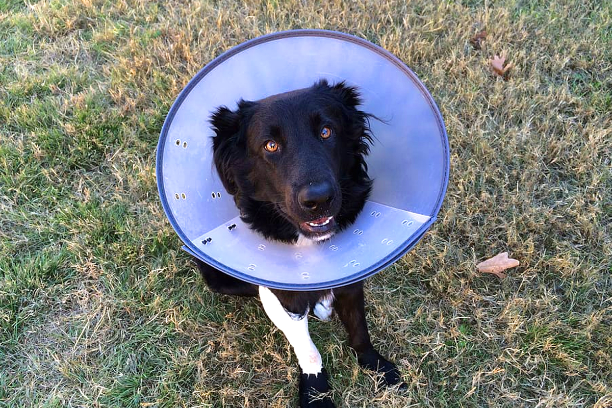 Mejores COLLARES ISABELINOS para perros: Elige el más seguro.