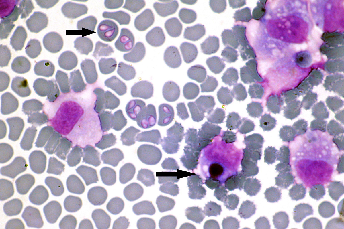 Ehrlichiosis canina: Qué la causa, tratamiento y cómo prevenirla