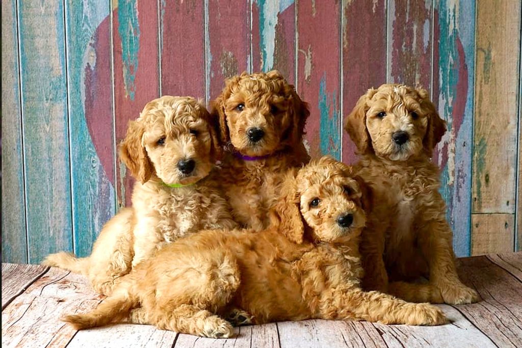 Las mejores razas de perros de guardia y protección - RedCanina.es