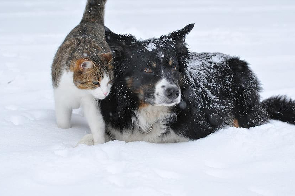 Cómo hacer que un PERRO se lleve bien con un GATO ¿Es posible?