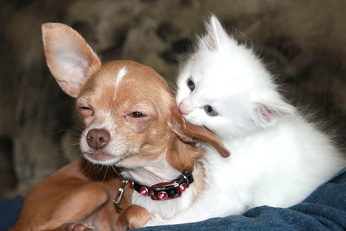 Cómo hacer que un PERRO se lleve bien con un GATO ¿Es posible?