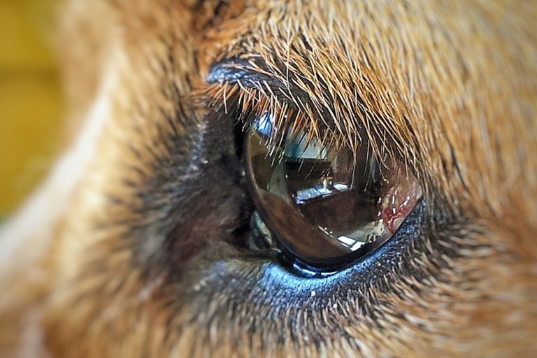 Conjuntivitis en los perros: Qué la Causa, Cómo Evitarla y Cómo Curarla