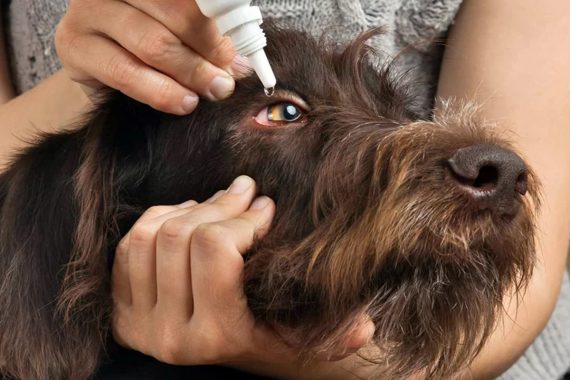 Conjuntivitis en los perros: Qué la Causa, Cómo Evitarla y Cómo Curarla
